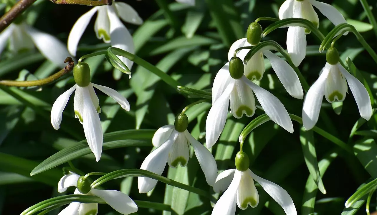 Die Vermehrung der Schneeglöckchen – mit zwei Methoden!
